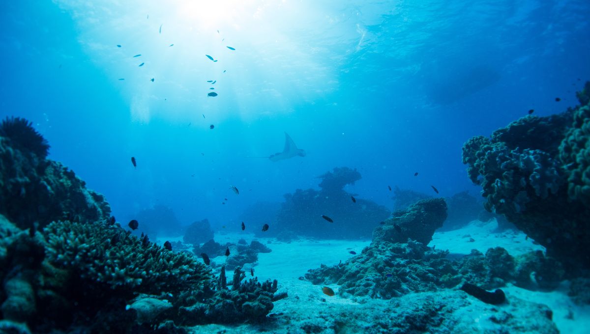 Fond Marin Pluriel | C’Est Quoi Le Plancher Océanique – WHKRQ