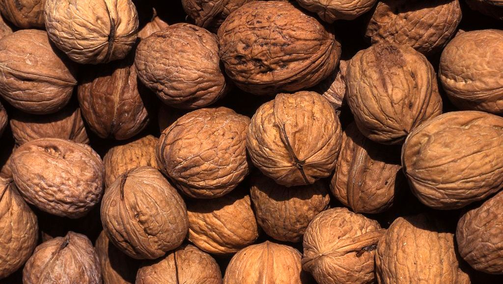 Fête de la noix le dimanche 4 octobre à Saillac