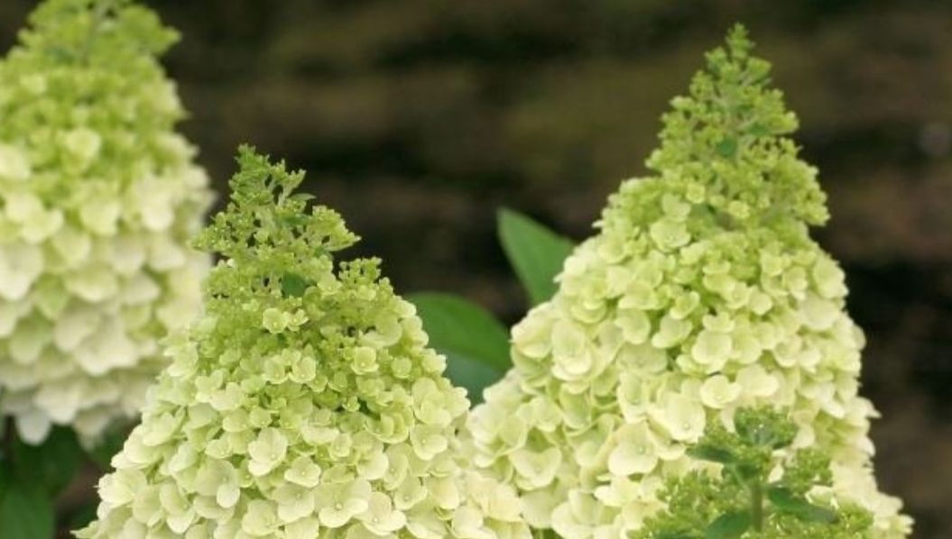 Les hydrangeas : des arbustes qui apportent de la lumière au jardin...