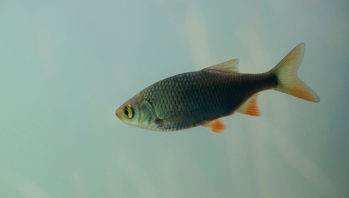 Le Gardon et le Rotengle : deux espèces de poissons qui se ressemblent