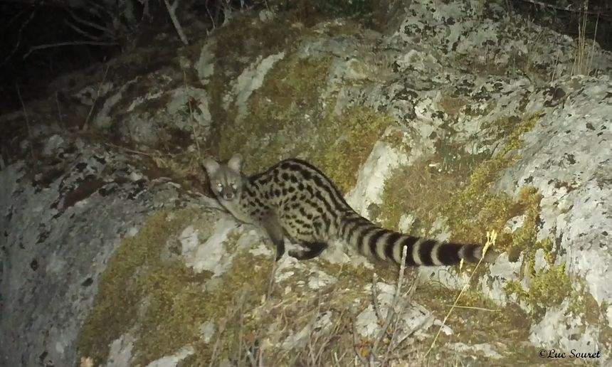 Vraiment Nature : La genette commune, un petit mammifère discret mais ...