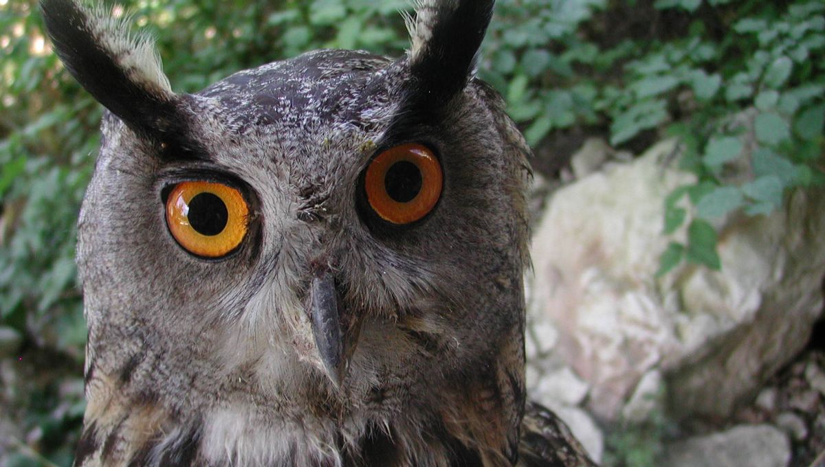 Vraiment Nature : Le hibou grand duc sa présence en Vaucluse et son ...