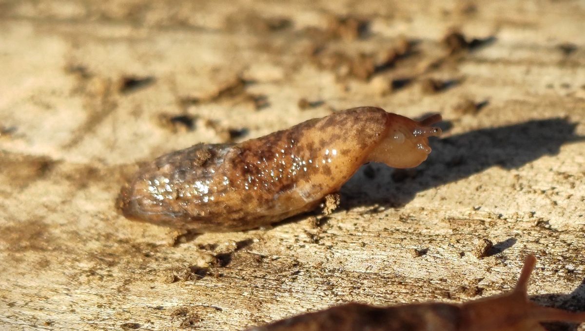 Les limaces dans nos jardins (3/5) · Leur rôle dans la biodiversité