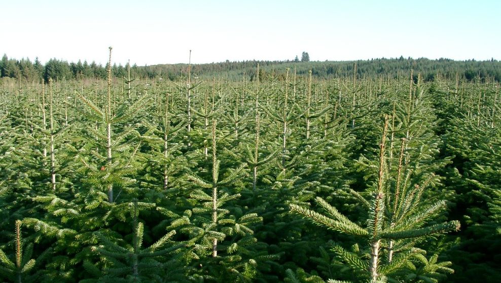 Toute la production du sapin va se dévoiler à vous