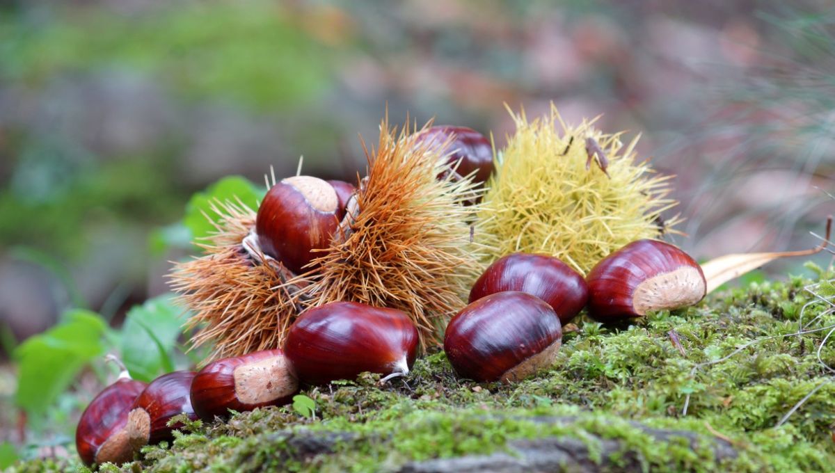 Cabanac : Les marrons des Pyrénées s’invitent à votre table de fêtes