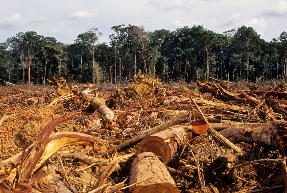 43 millions d'hectares de forêts détruits en 13 ans à travers le monde