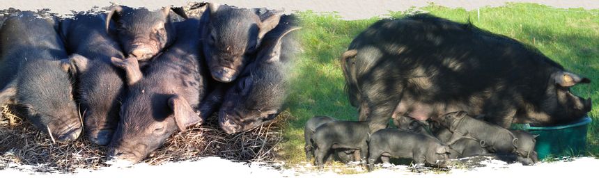 Au Pouzin, les porcs gascons Bio de la Ferme du Plateau des Soies