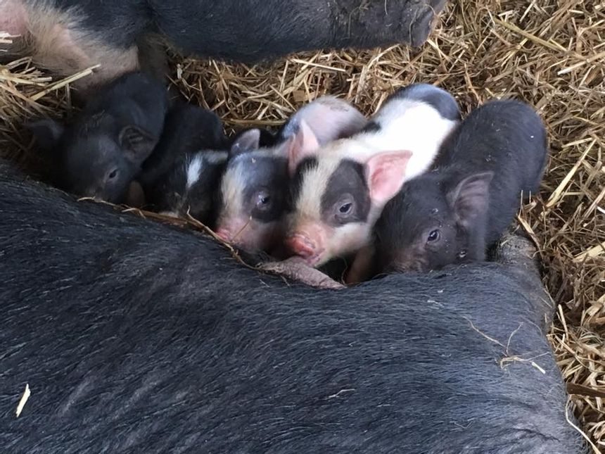 Circuits courts, les cochons de CC à Loubens