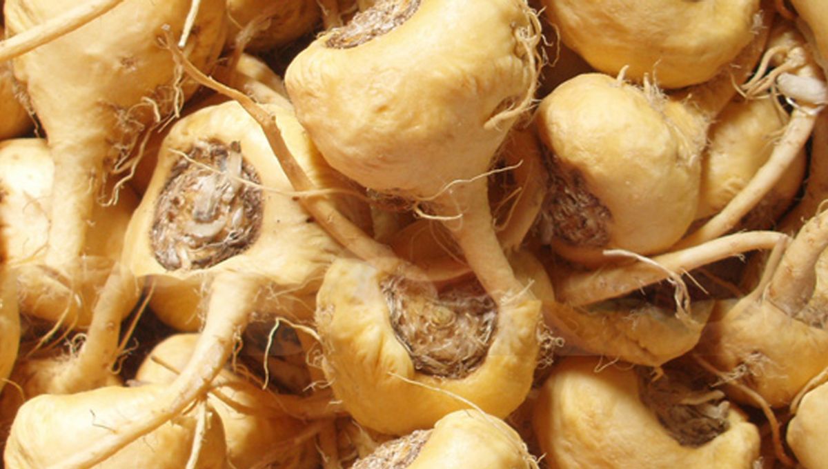 La maca : une plante adaptogène qui ne vous veut que du bien