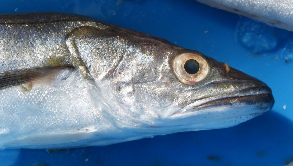 Les Toqués : merlu ou merluchon ce poisson à chair blanche se cuisine à ...