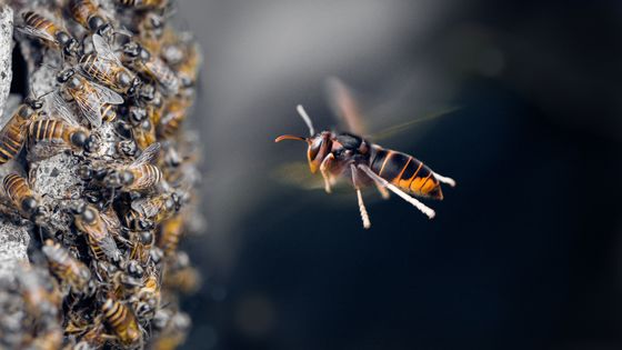 Faune invasive : pousse-toi de là que je m’y mette