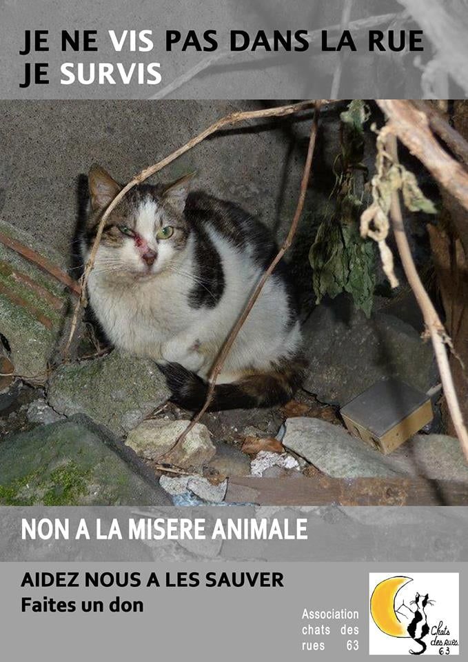 C'mon asso - Chats des rues 63