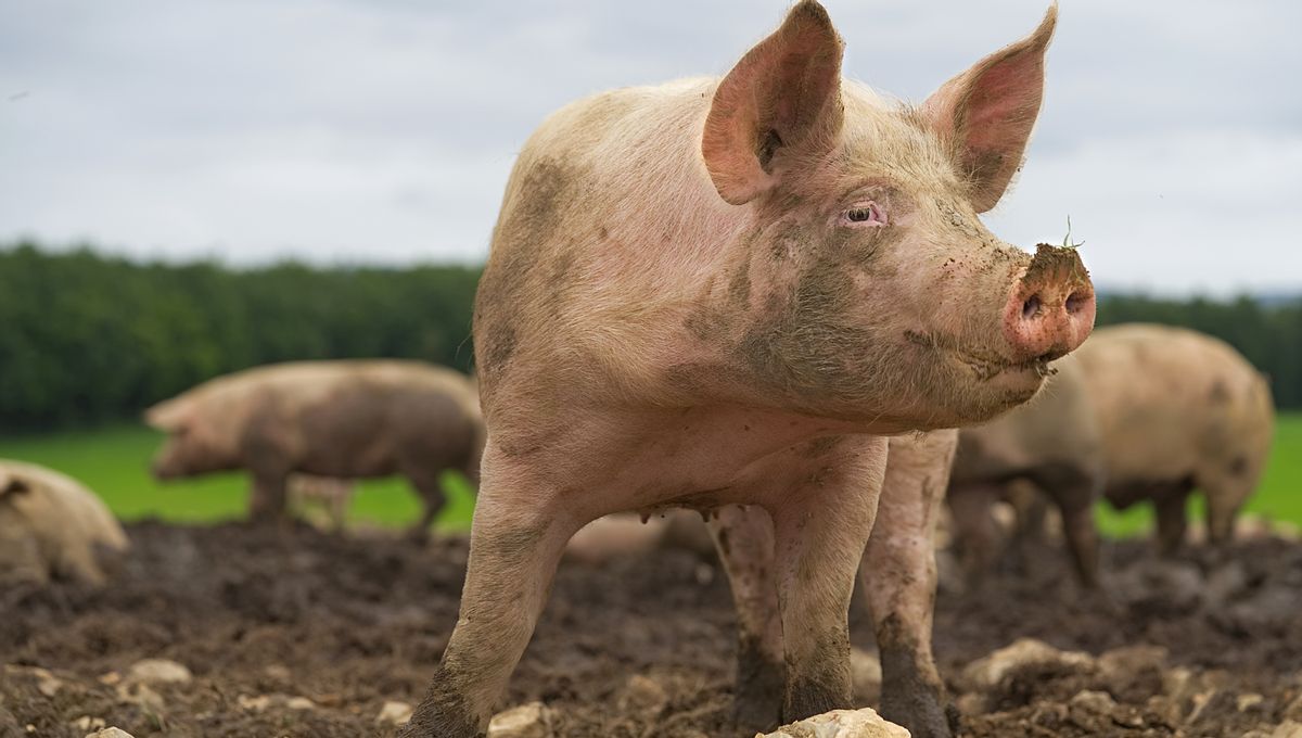 Des cochons près des Albères
