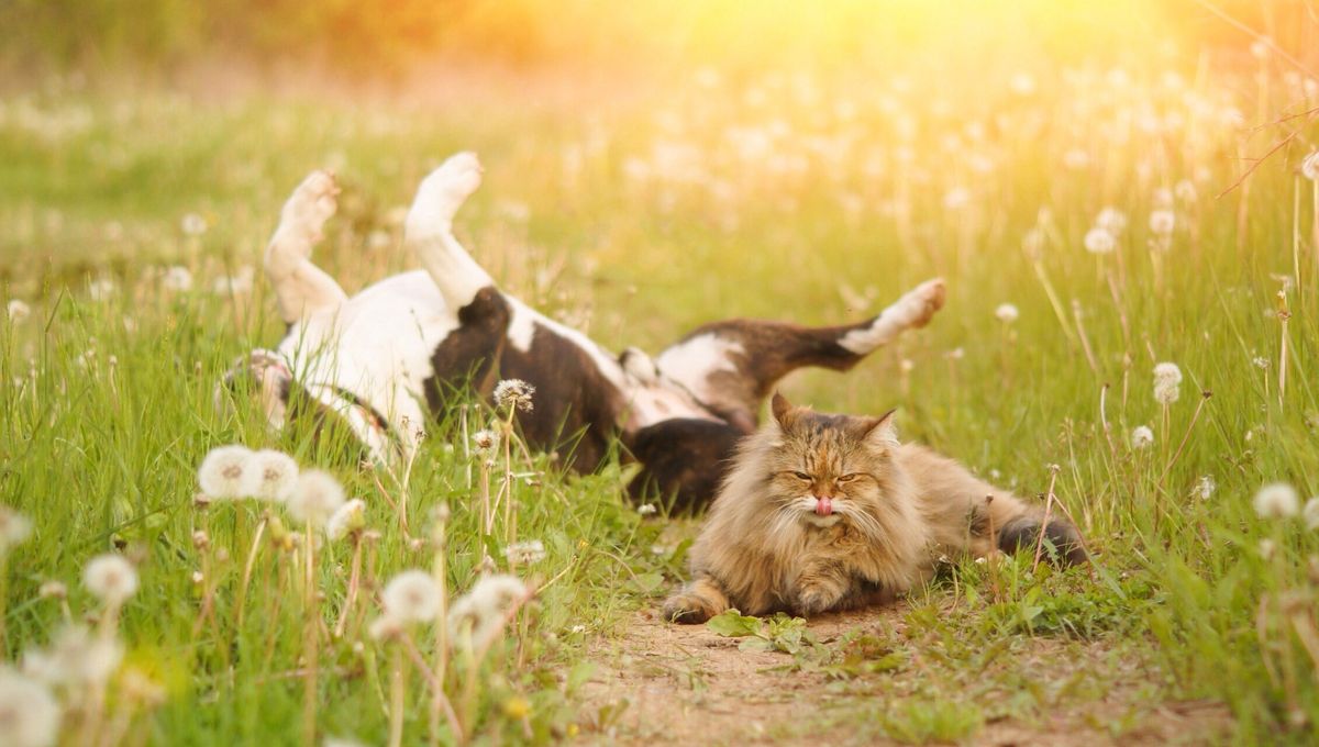 L'influence du printemps sur les animaux et l'importance des vaccins