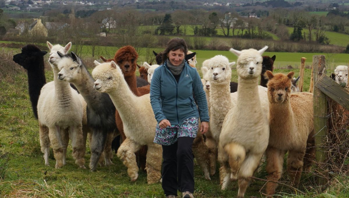 Le secret du bonheur de Virginie : la ferme aux alpagas en Bretagne
