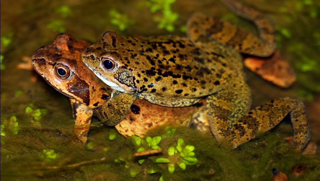 La grenouille rousse tend à disparaitre dans les Deux-Sèvres