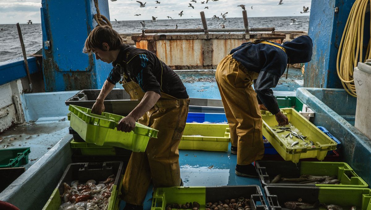 Du requin blanc au restaurant : pourquoi des espèces protégées sont en ...