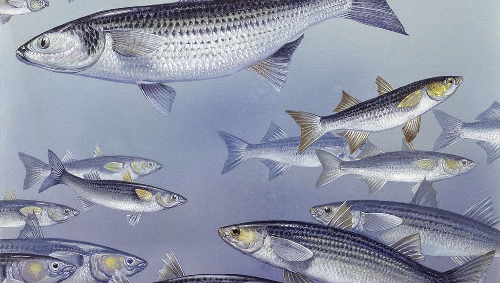 Le mulet un poisson que l'on trouve aussi dans la Manche