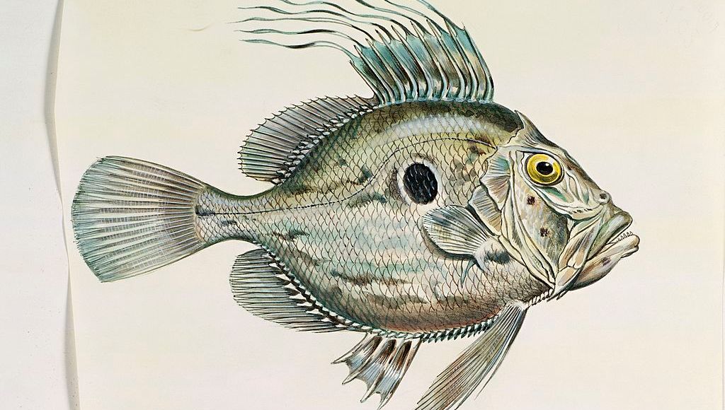 Le Saint-Pierre un poisson qui reste exceptionnel