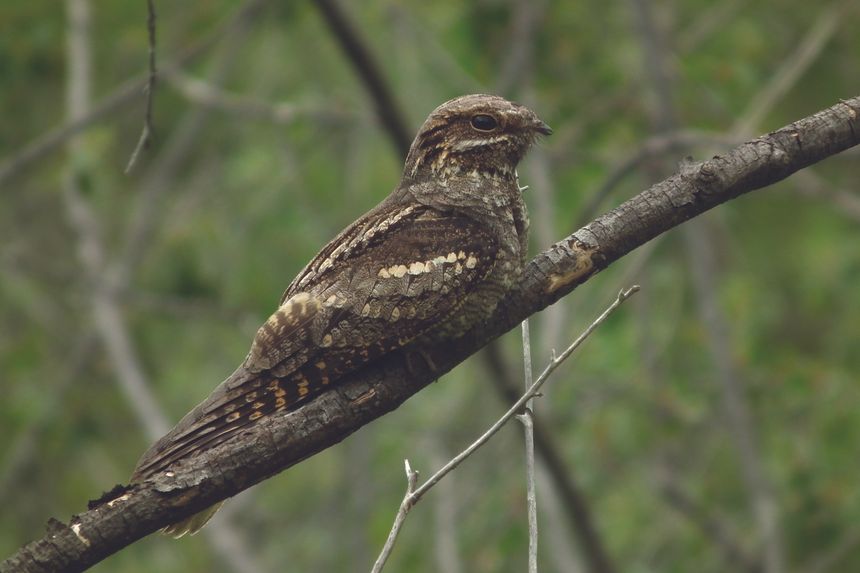 L'engoulevent arrive dans le Poitou