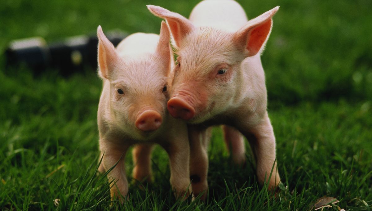 Adeline Navillon et ses cochons bio à Aubaine (21)