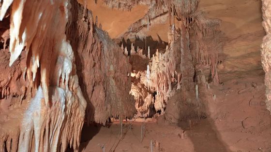 Grotte de Cussac, gravée dans la roche