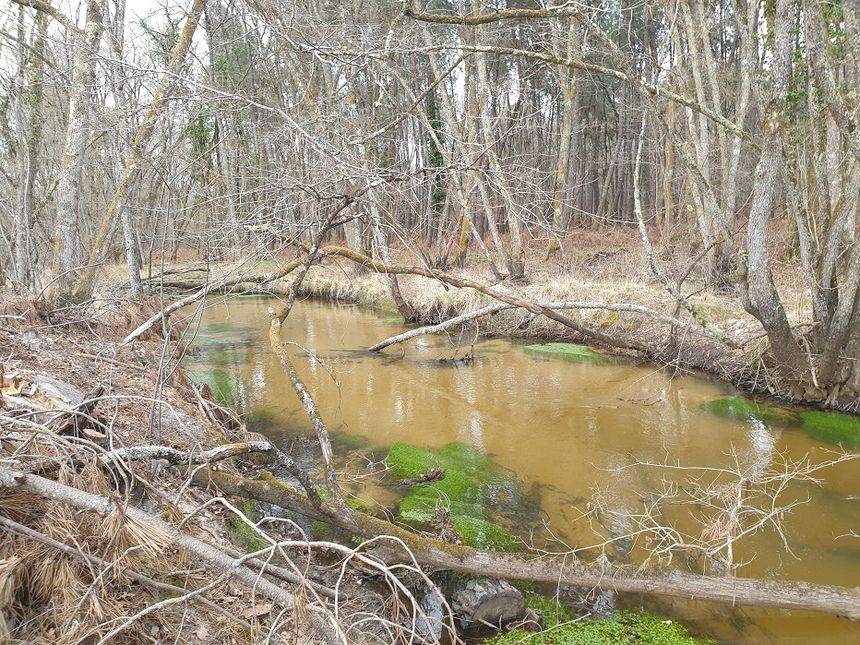 A la source du Ciron #3