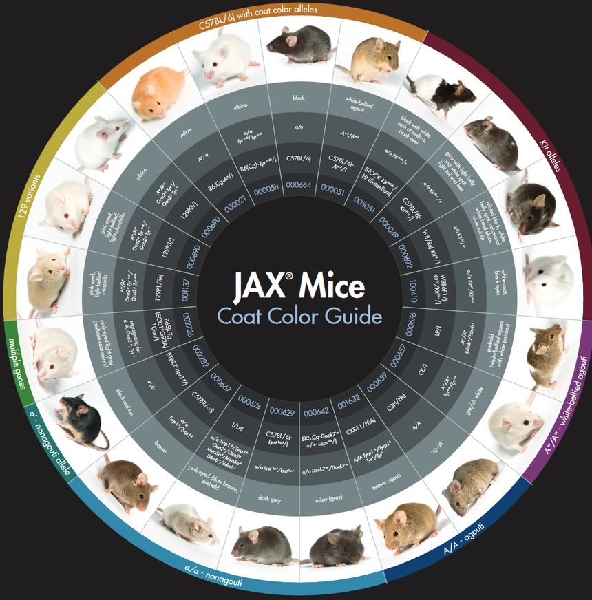Aux origines des animaux de laboratoire : la souris sous copyright